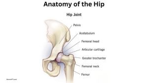 Hip Pain Diagnosis Chart: Identify Causes Quickly